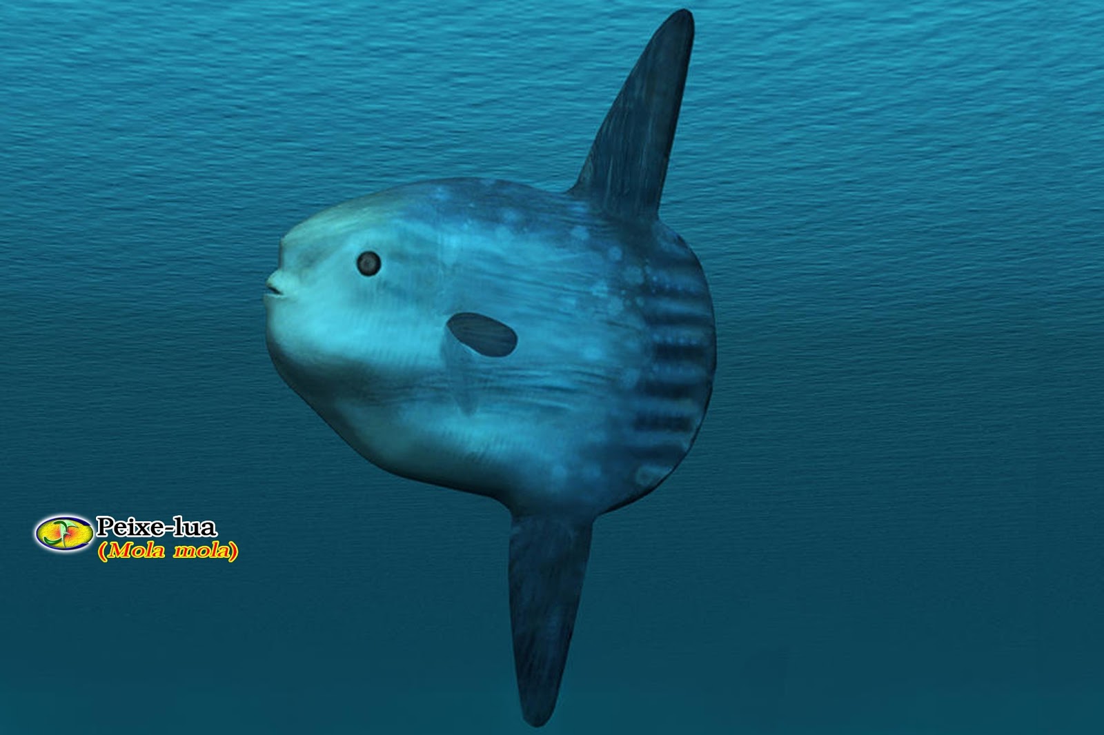 Zoologia: Peixe-lua (Mola mola)